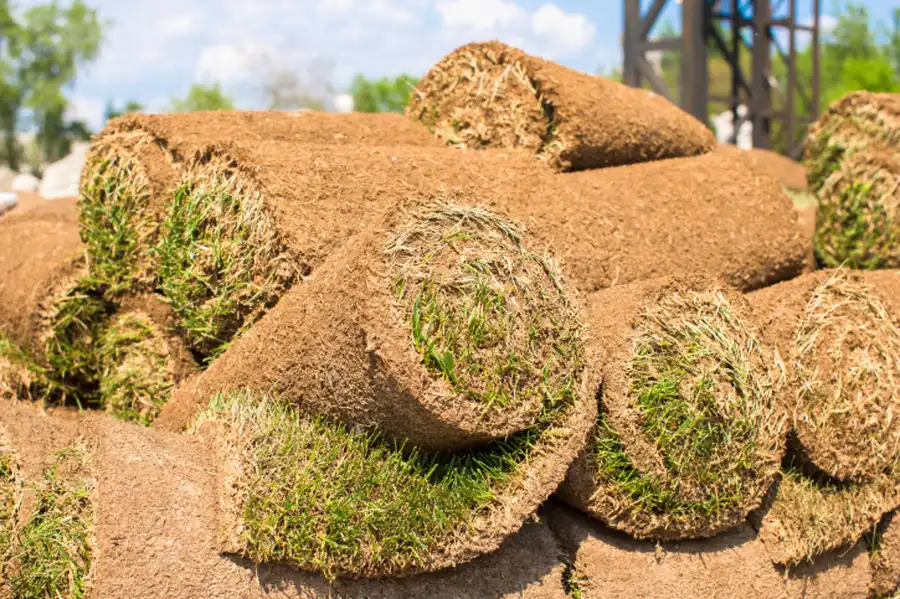 How to Maintain Your Lawn After Professional Sod Installation ...